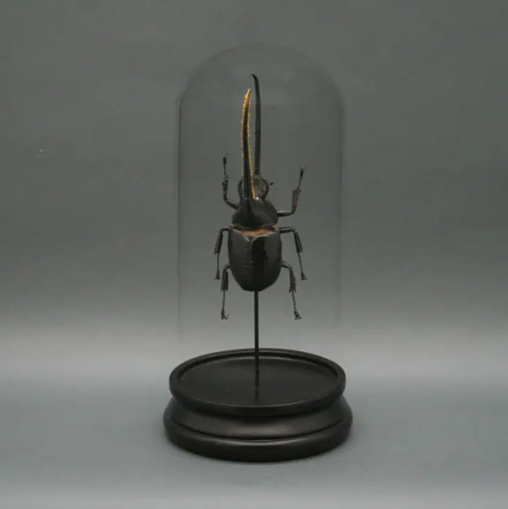 Red Barrel Studio® Vantrice Goliath Beetle Glass Cloche Replica Beetle ...
