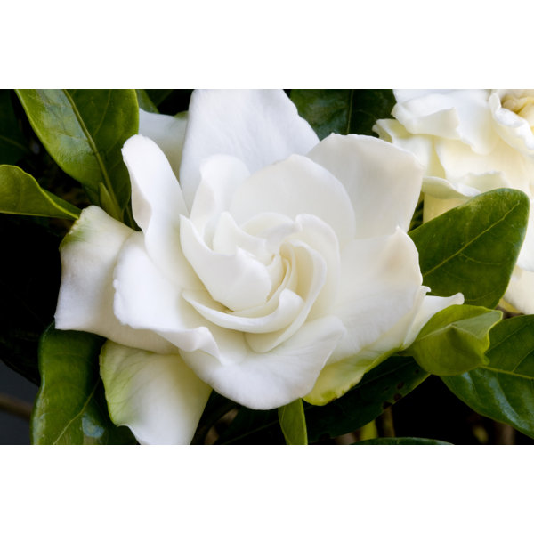 17 Stories Crisp White Rose by Xyzphoto - Wrapped Canvas Print ...