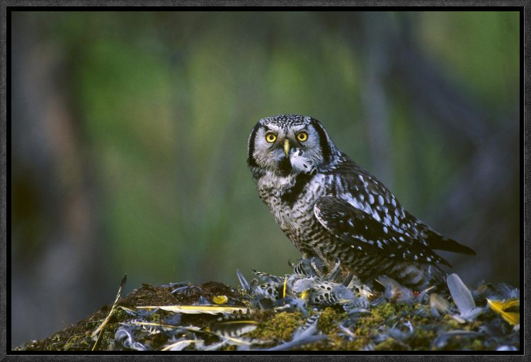 East Urban Home Northern Hawk Owl Feeding on Prey, Slana, Alaska ...