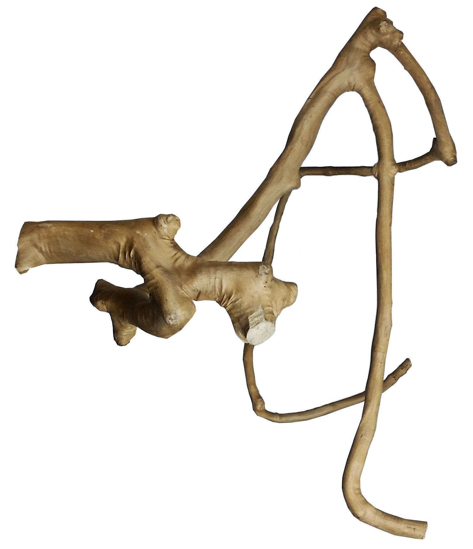 A&e Cage Co. Java Wood Multi Branch Perch & Reviews | Wayfair