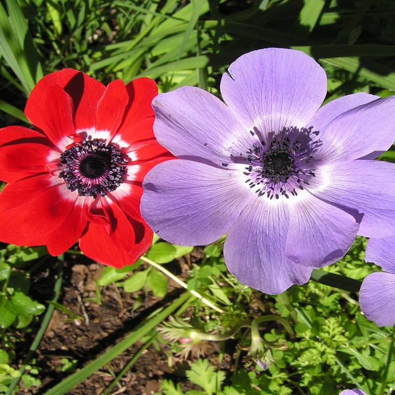 Touch of ECO Colorful Lieutenant Anemone Poppy - Blue, Purple, Pink ...