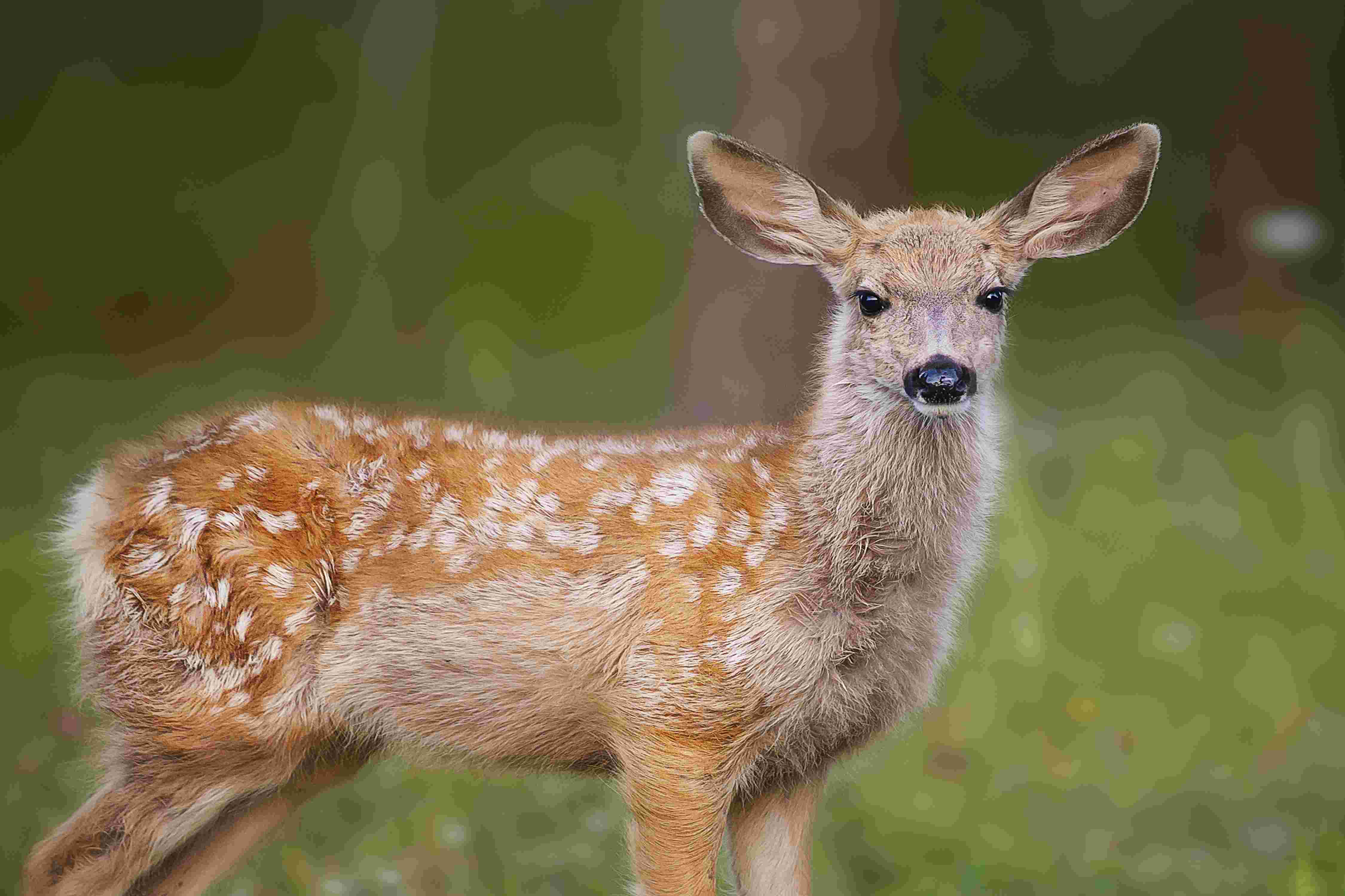 Loon Peak® Deer Watch III | Wayfair