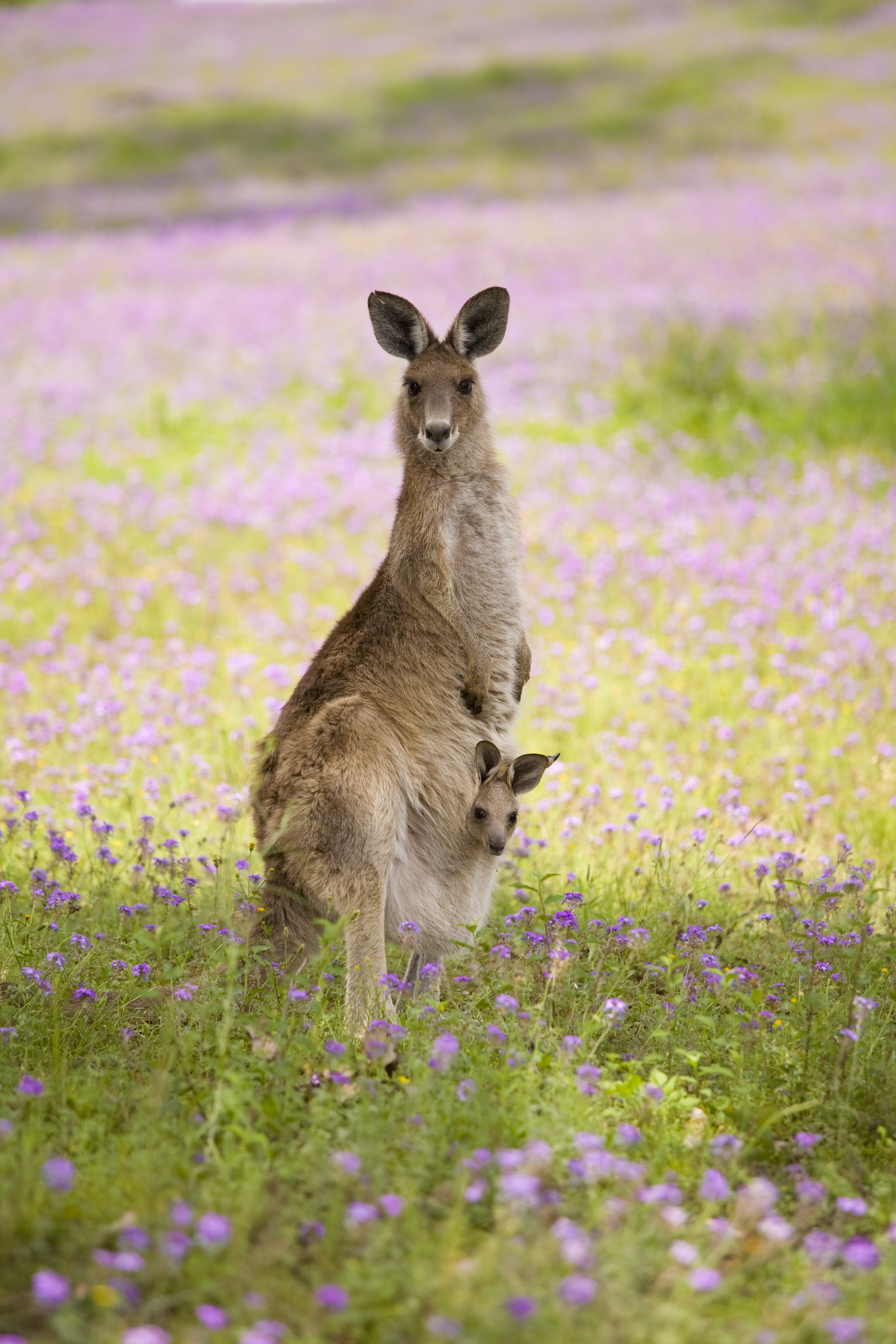 Loon Peak® Kangaroo and Joey by Mburt | Wayfair