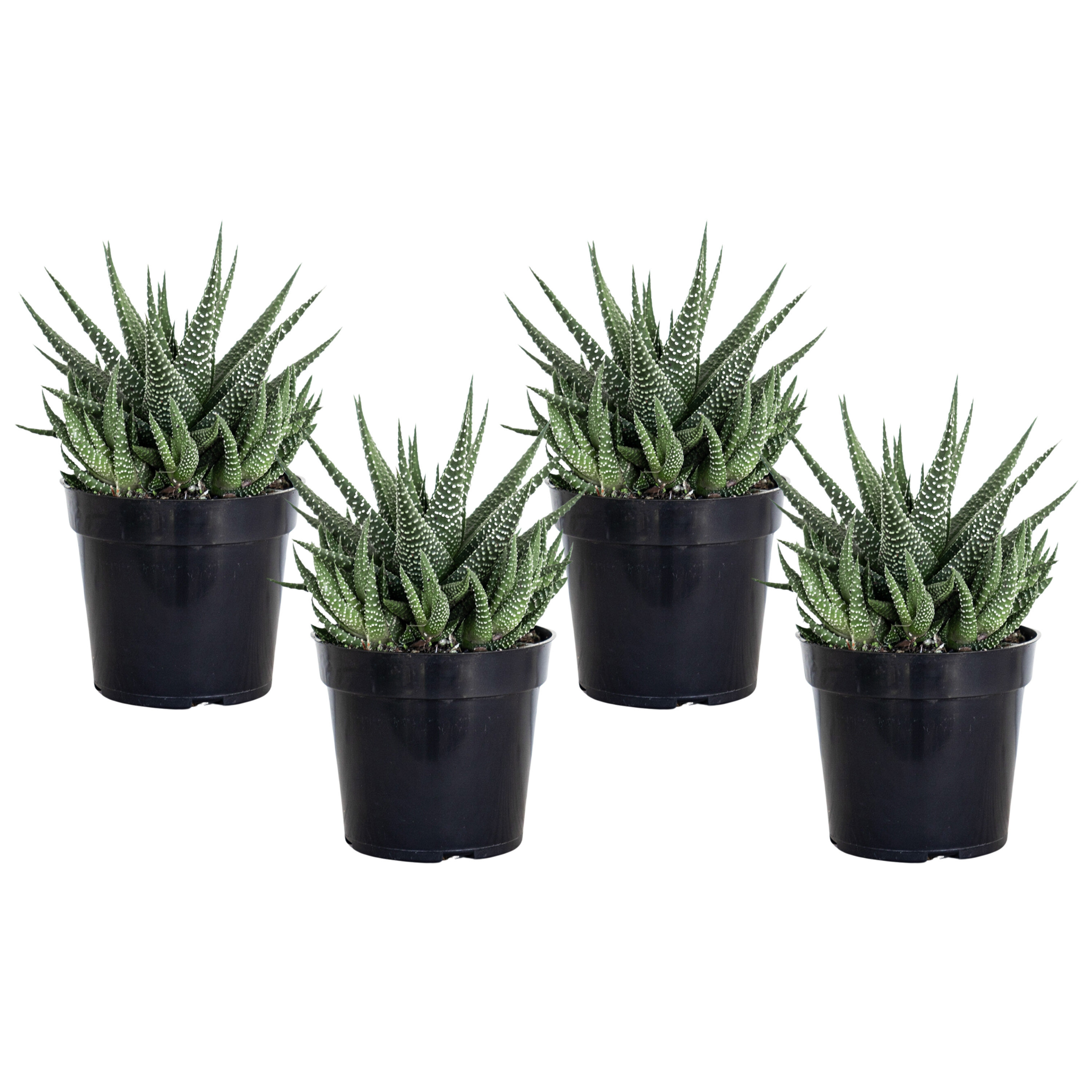United Nursery Live Haworthia Succulent 4 Pack Indoor Houseplant in 4 ...