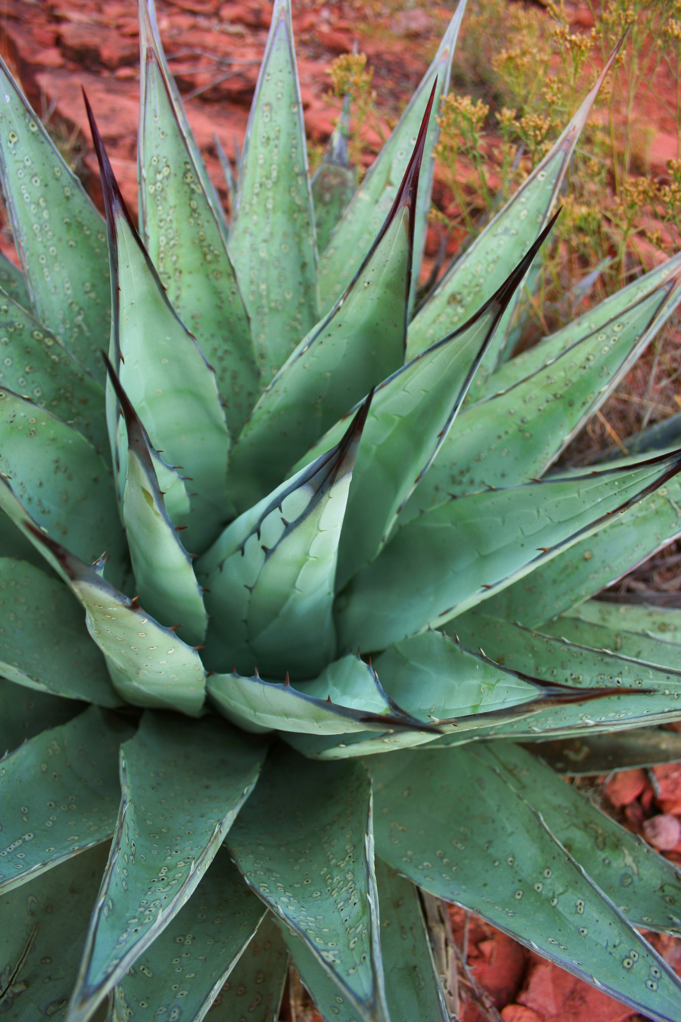 Ebern Designs Blue Agave Plant by Storyteller | Wayfair