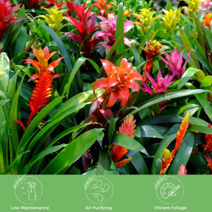 American Plant Exchange Tropical Flowering Bromeliad, Assorted Colors ...