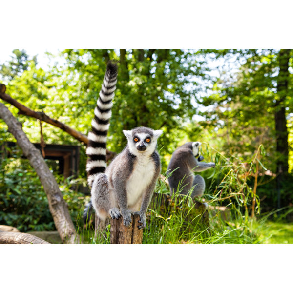 17 Stories Ring-tailed Lemur by Cassinga - Wrapped Canvas Art Prints ...