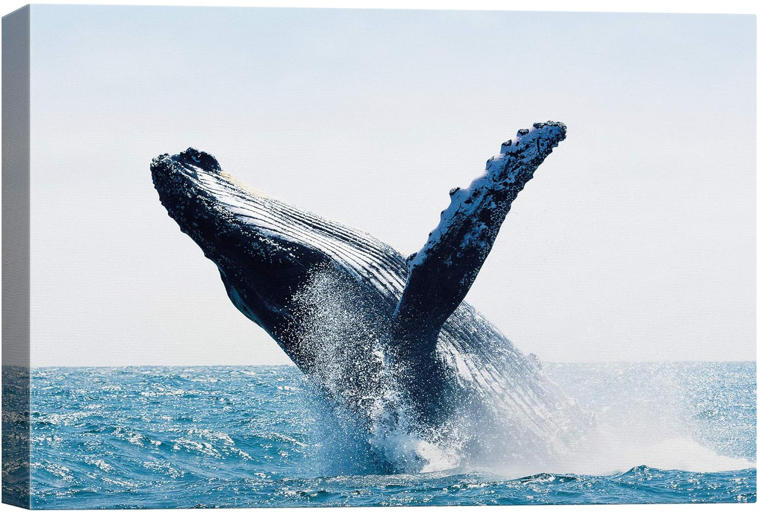 IDEA4WALL " A Humpback Whale Doing Back Flip In The Blue Ocean Marine ...