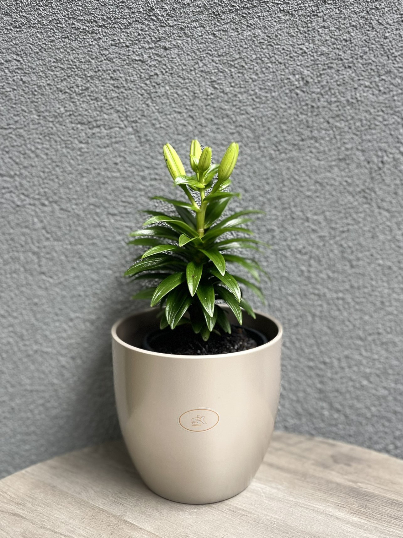 Tierra Garden Basel Elegance Indoor Ceramic Plant Pot Kit | Wayfair