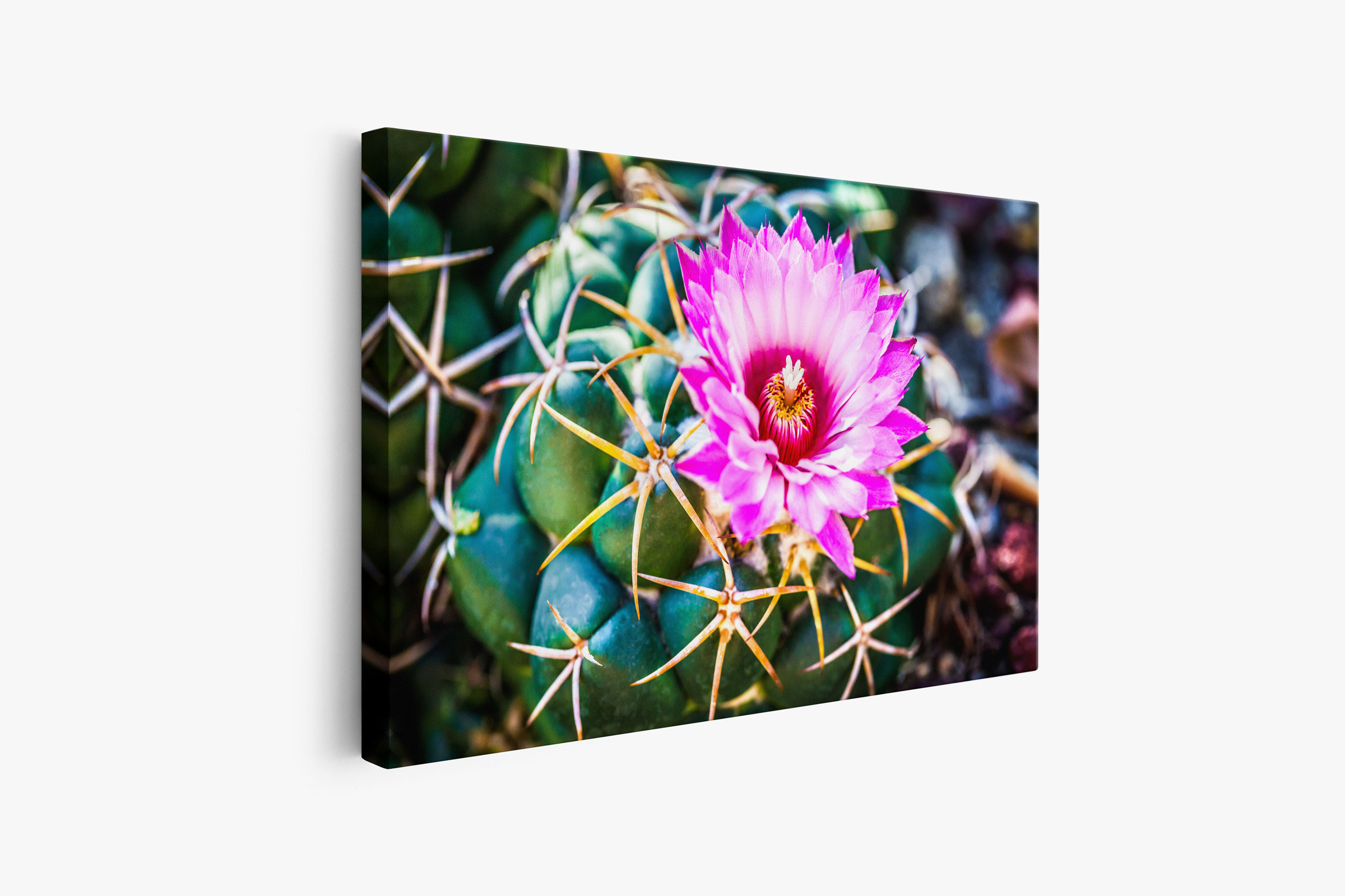 Latitude Run® Pink Cactus Flower Canvas - Wayfair Canada