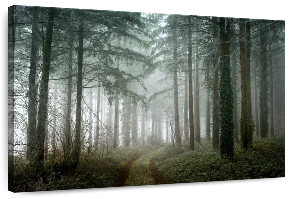 Millwood Pines Aadvi Winter Sweet Forest | Wayfair