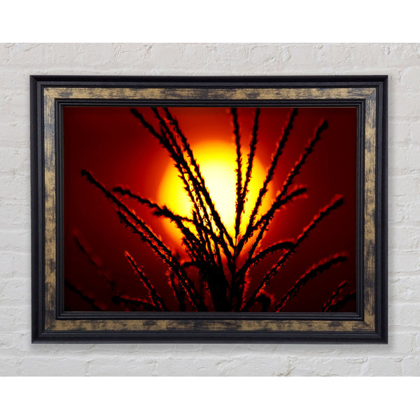 Bright Star As The Sun Lights Up The Reeds - Single Picture Frame Art ...