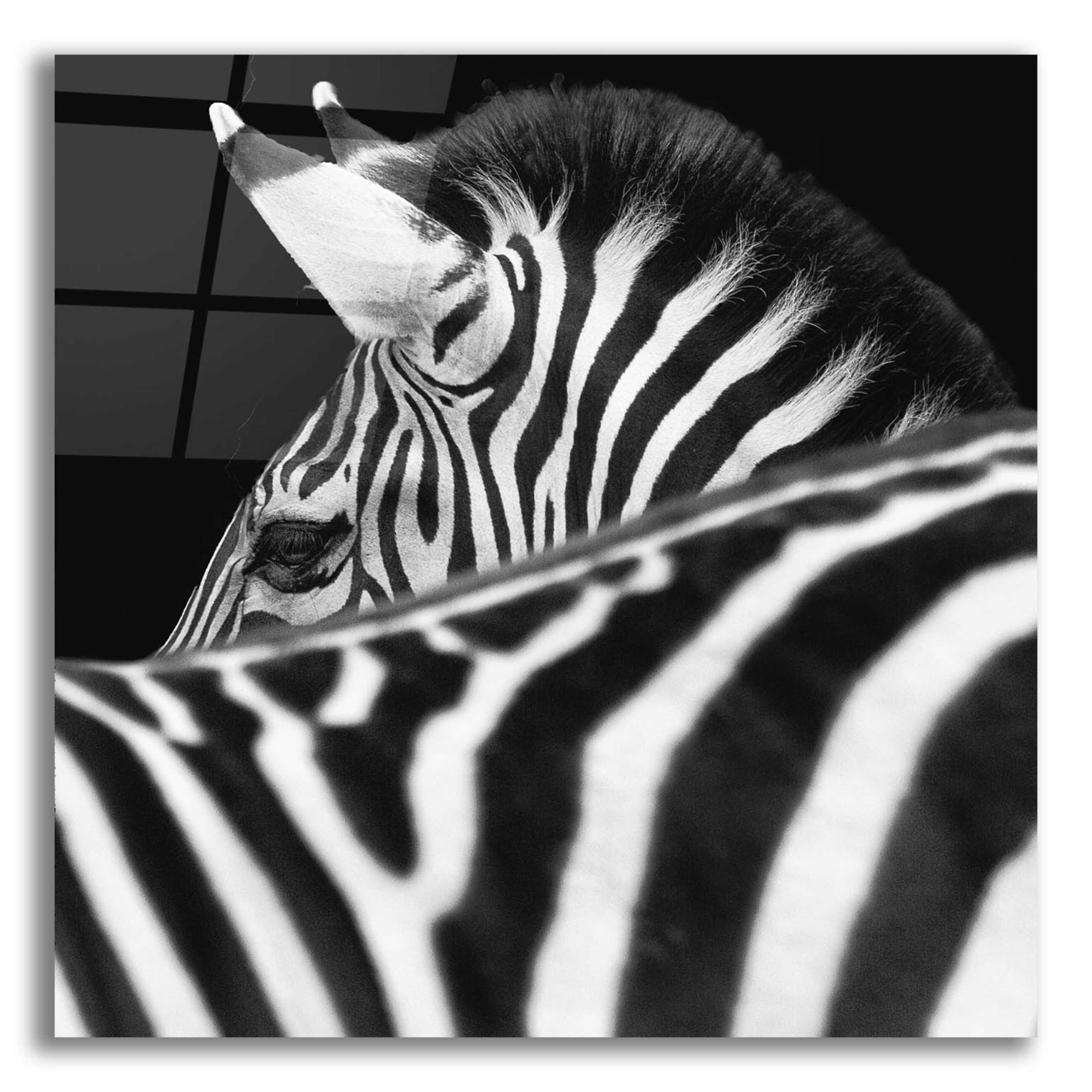 Latitude Run® ''Zebra III'' By Debra Van Swearingen, Acrylic Glass Wall ...