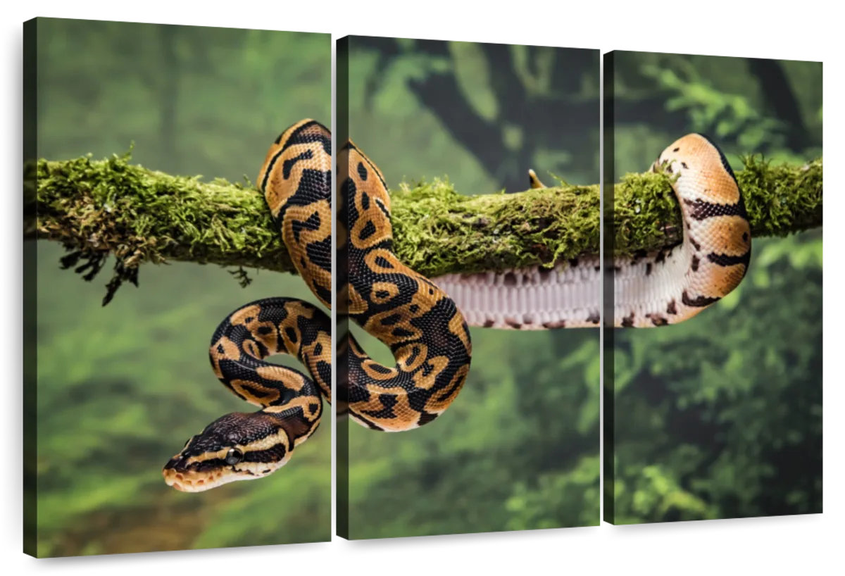 Ebern Designs Brampt Python On Branch | Wayfair