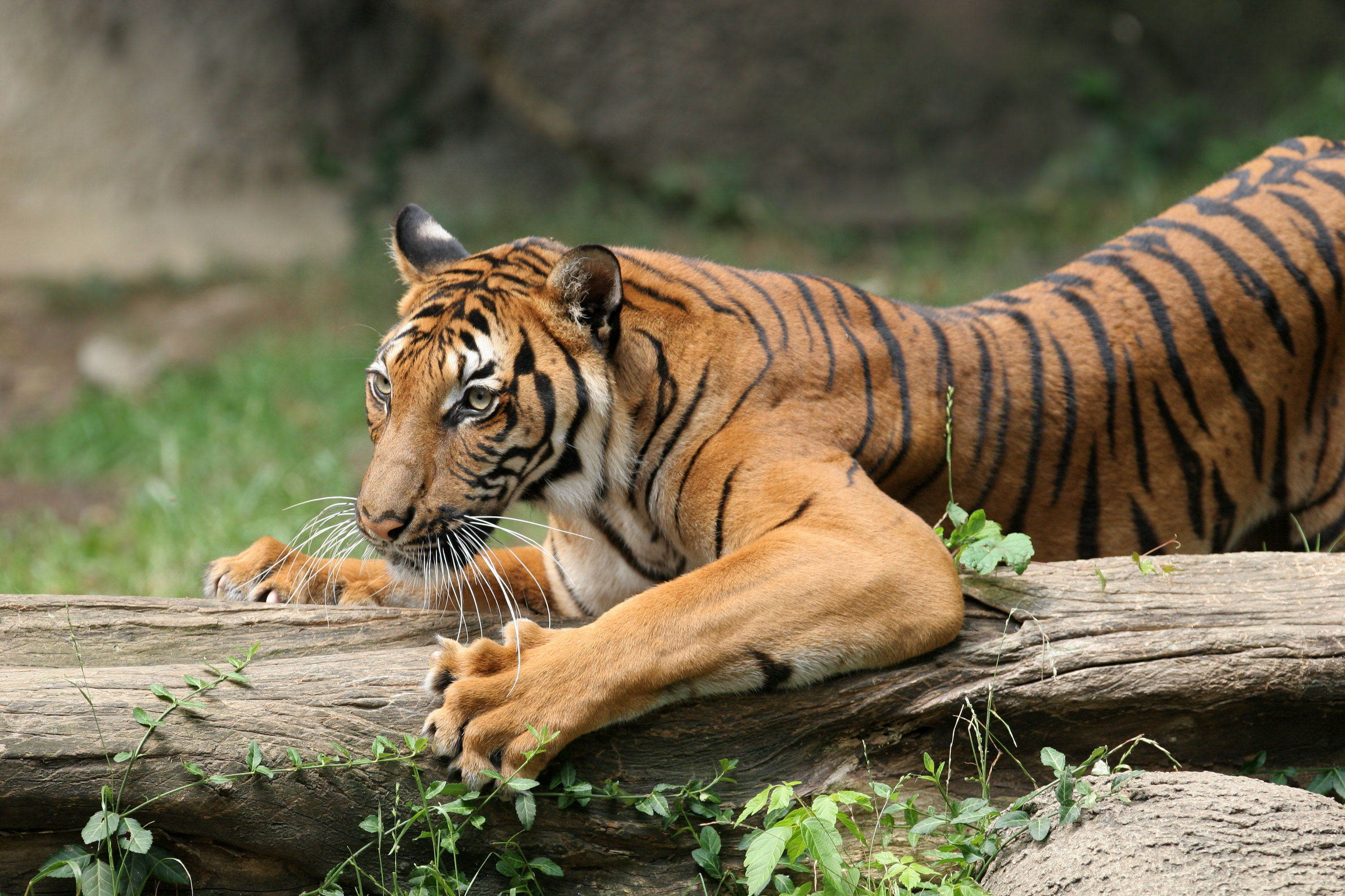 Ebern Designs Tiger Claws by Thedman | Wayfair