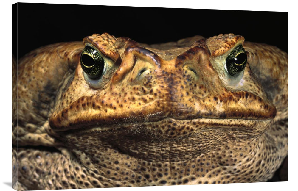 East Urban Home Cururu Toad Close-Up of Face - Photograph Print on ...
