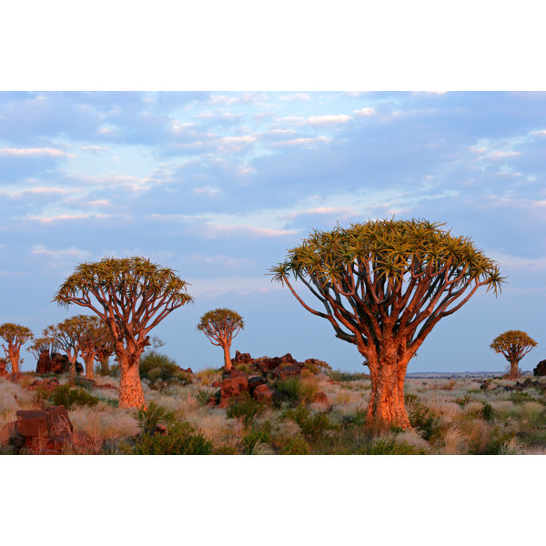 Marlow Home Co. Quiver Tree Landscape by EcoPic - Wrapped Canvas Print ...