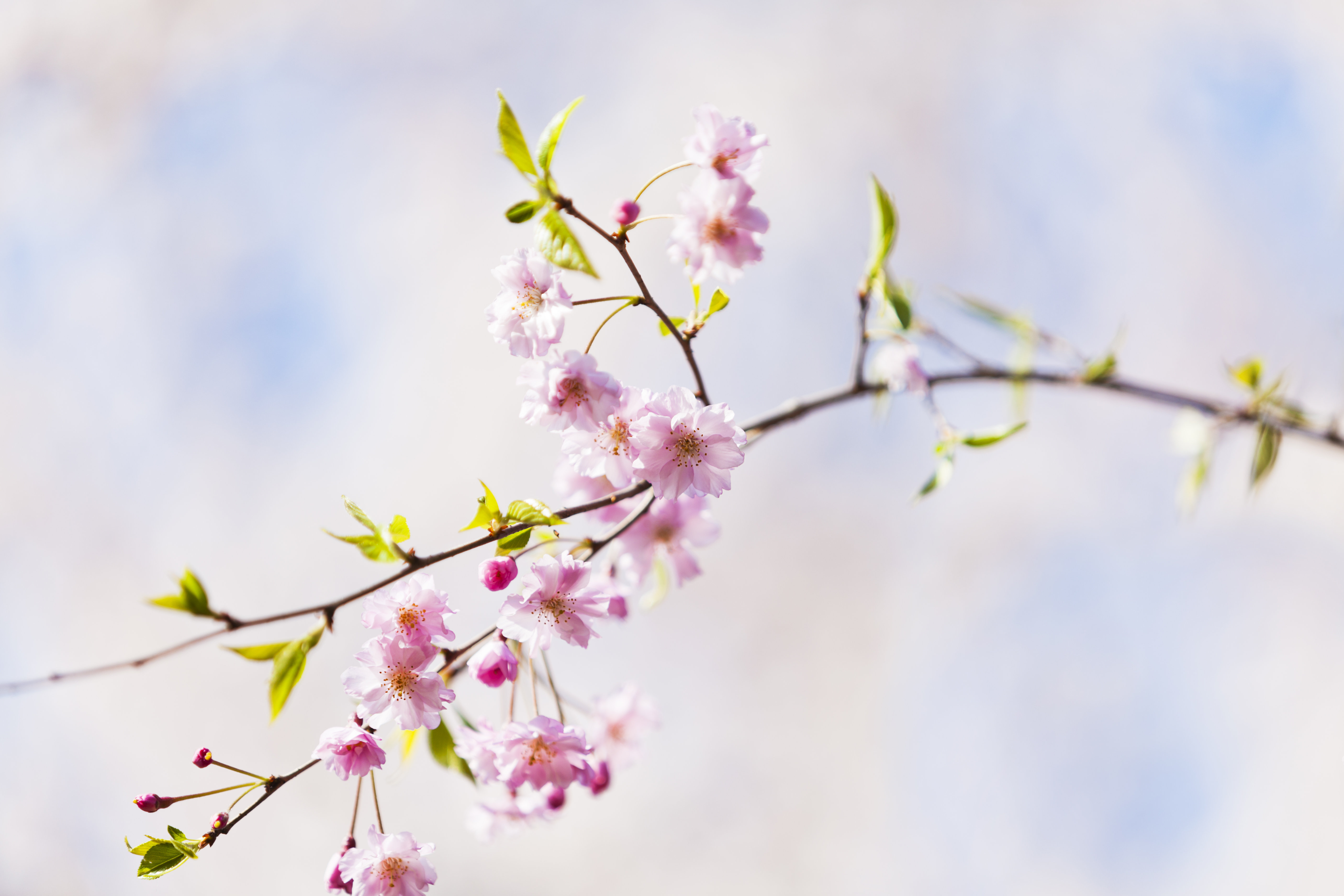 ClassicLiving Pink Cherry Blossoms by Ooyoo - Wrapped Canvas Art Prints | Wayfair.co.uk