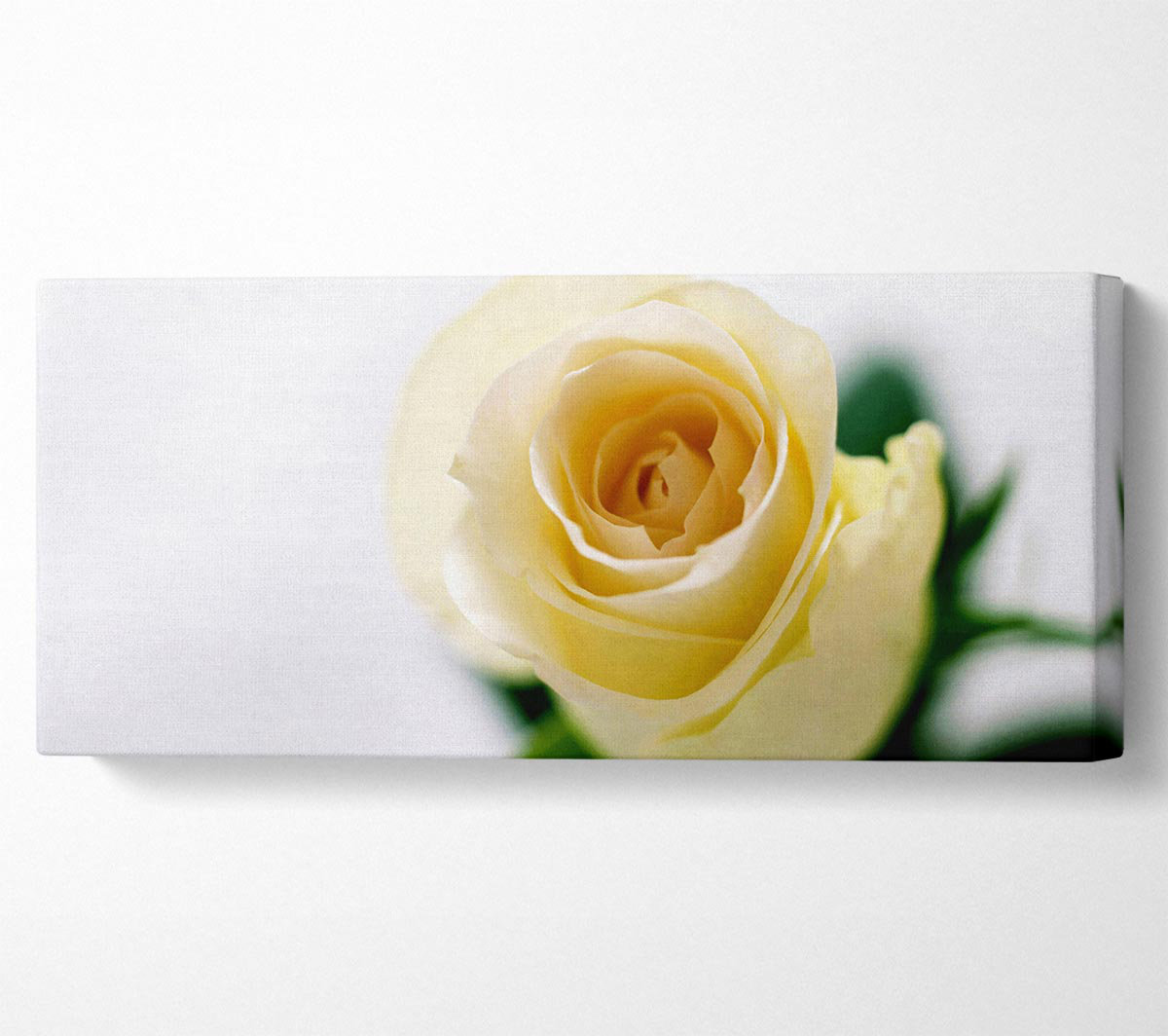 Ebern Designs Single Cream Rose - Wrapped Canvas Panoramic Art Prints ...