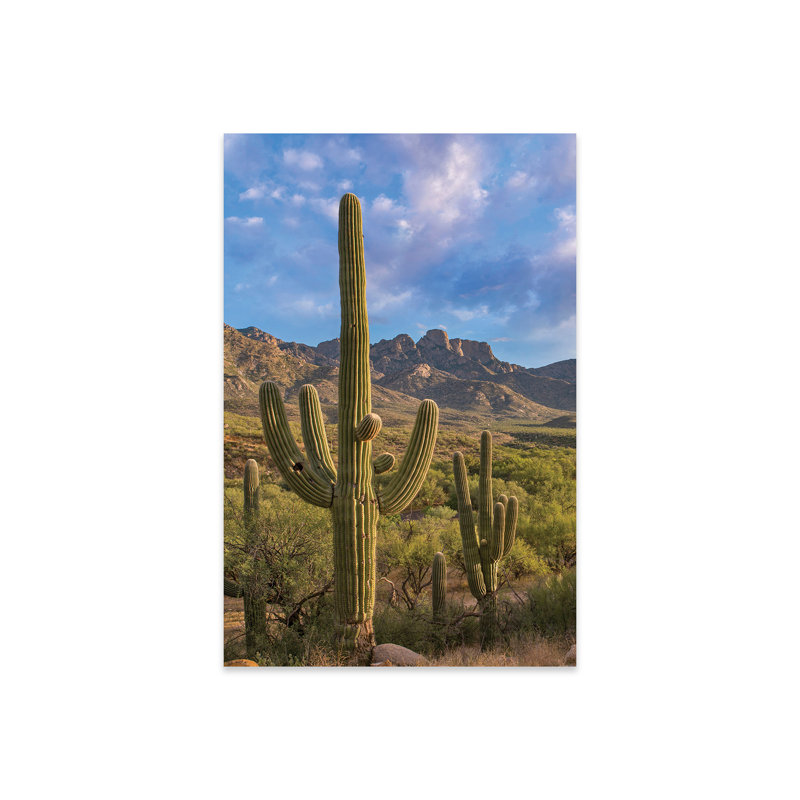 Union Rustic Saguaro Cacti, Catalina State Park, Arizona On Plastic ...