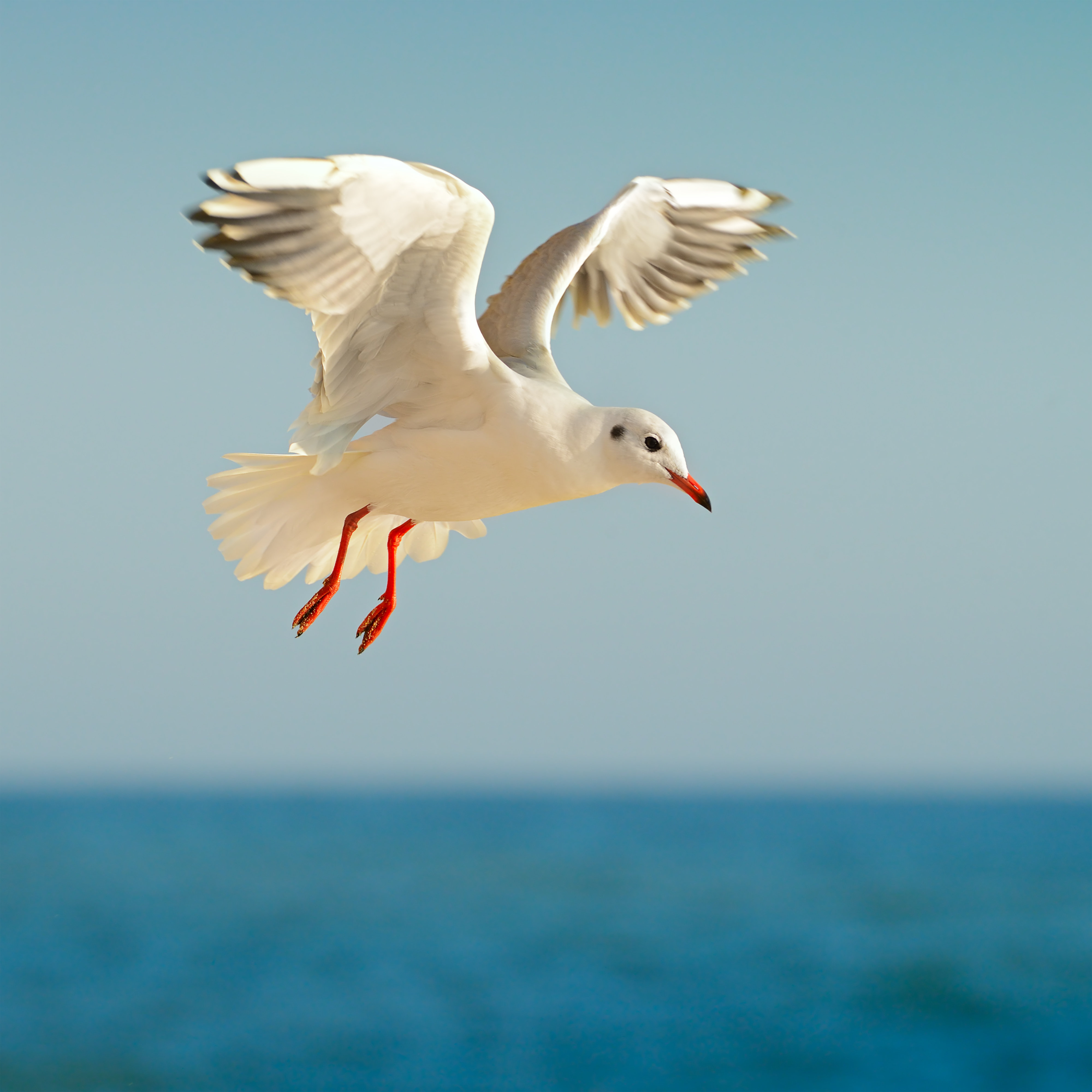 Highland Dunes Adeoluwa Seagull In Flight On Canvas by Alinamd ...