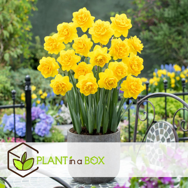 Plant in a Box Daffodil Bulbs - Narcissus - Double flowers - mix of 30 ...