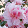 Encore Azalea 1 Gallon Autumn Belle Encore Azalea Live Low Maintenance ...