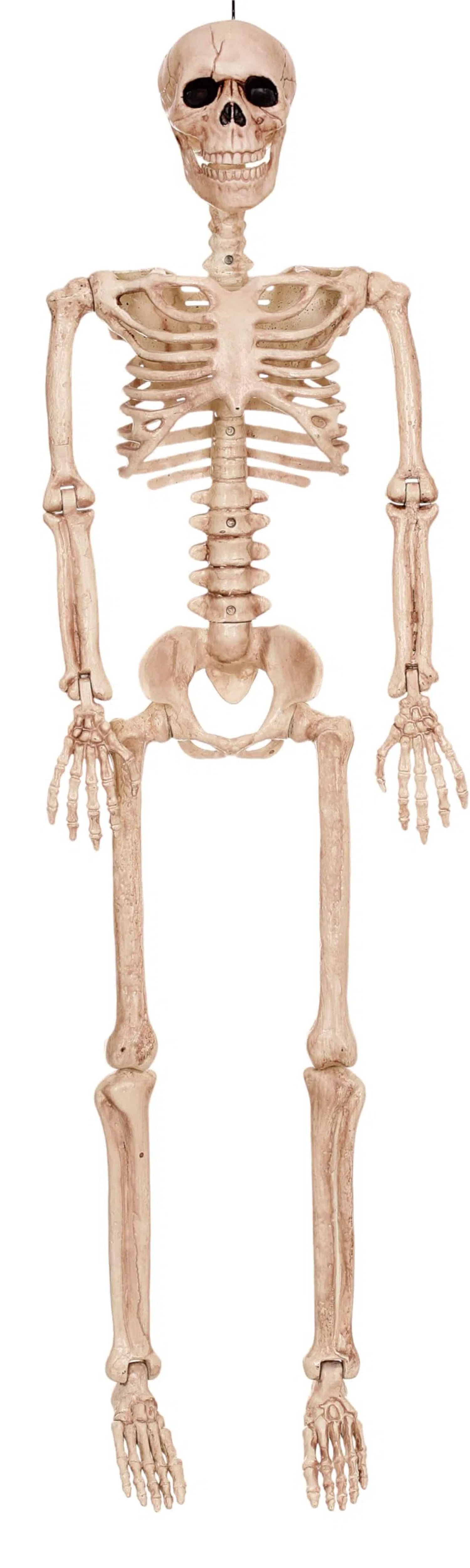 The Holiday Aisle® 36" Poseable Skeleton Decoration - Wayfair Canada