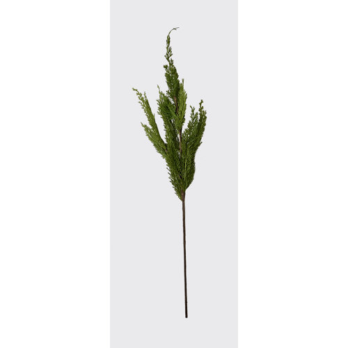 30" Cedar Spray | AllModern