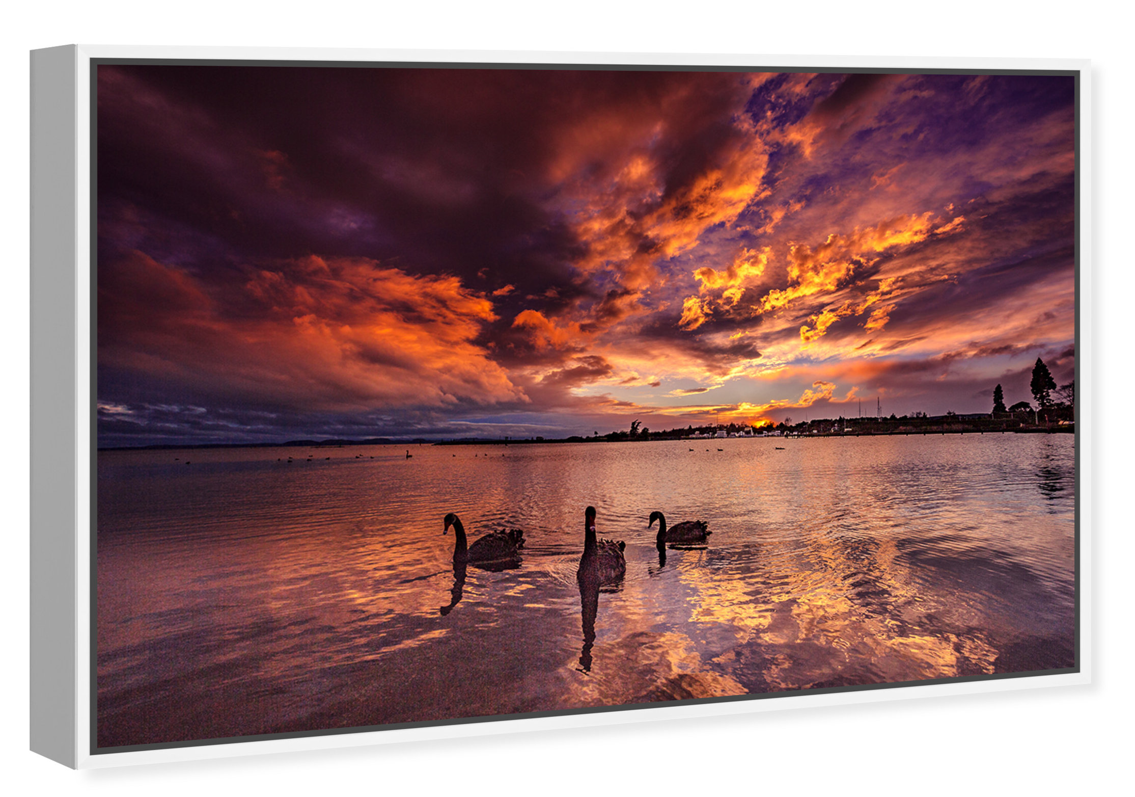 Art Remedy Nautical and Coastal Curro Cardenal Fire in the Sky Swan ...