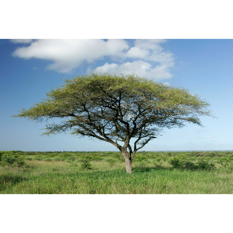 Ebern Designs African Acacia Tree On Canvas by Ecopic Print - Wayfair ...