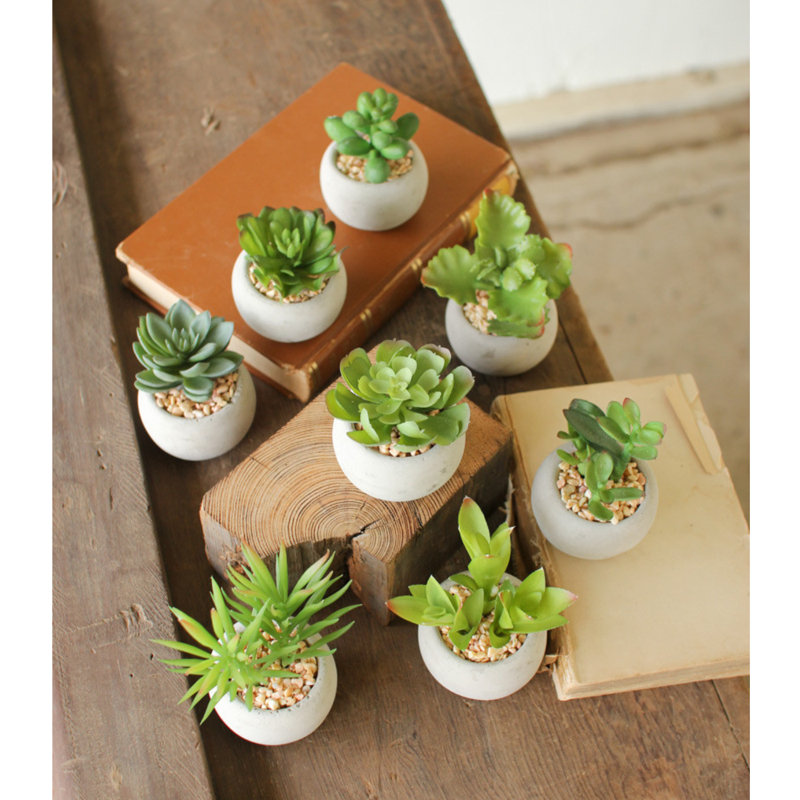 Kalalou Succulent Arrangement in Pot | Wayfair