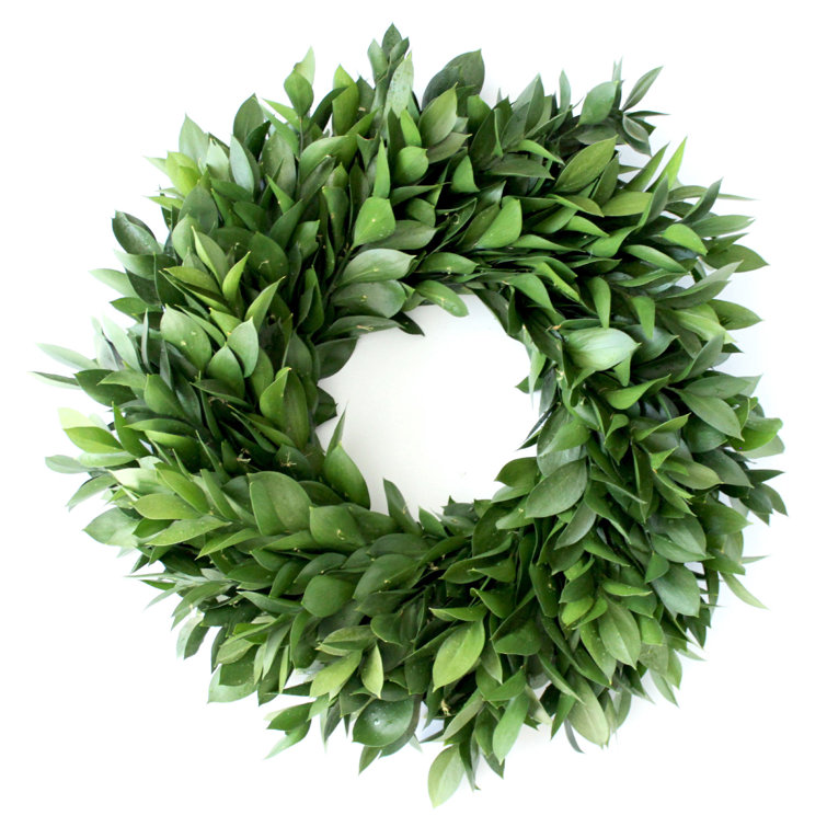 Primrue Fresh Israeli Ruscus 20" Greenery Wreath | Wayfair