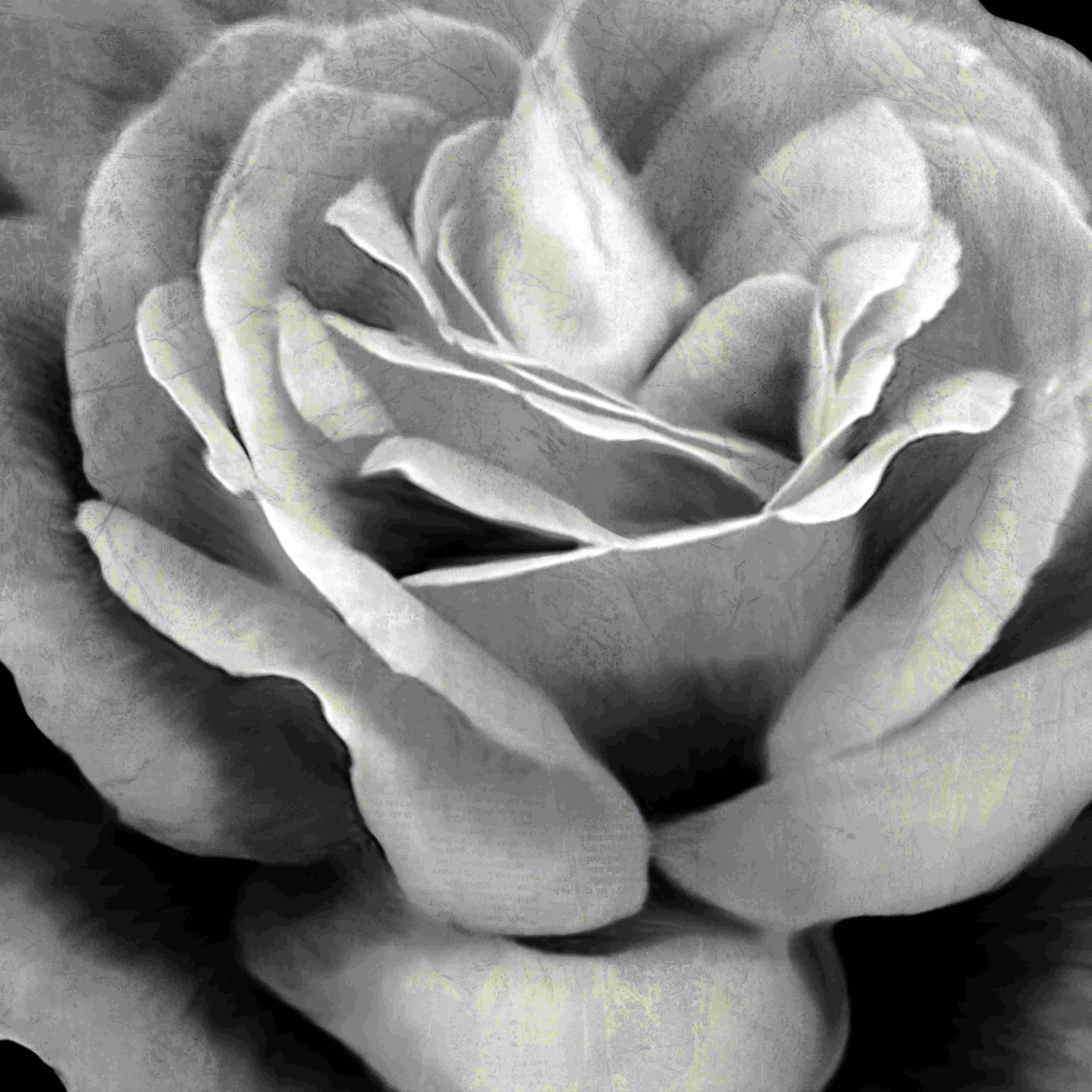 Winston Porter Black And White Rose - Wrapped Canvas Print | Wayfair