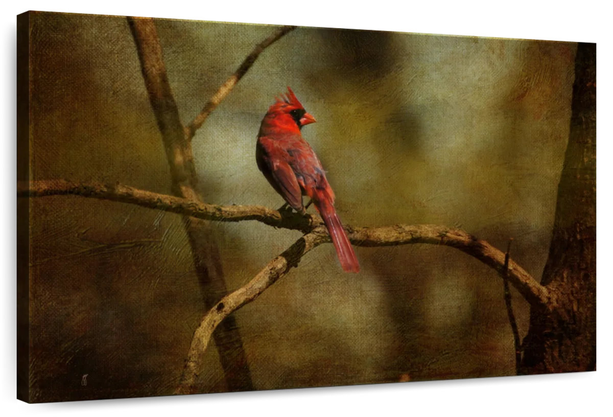 Ebern Designs Brampt Cardinal On A Branch | Wayfair