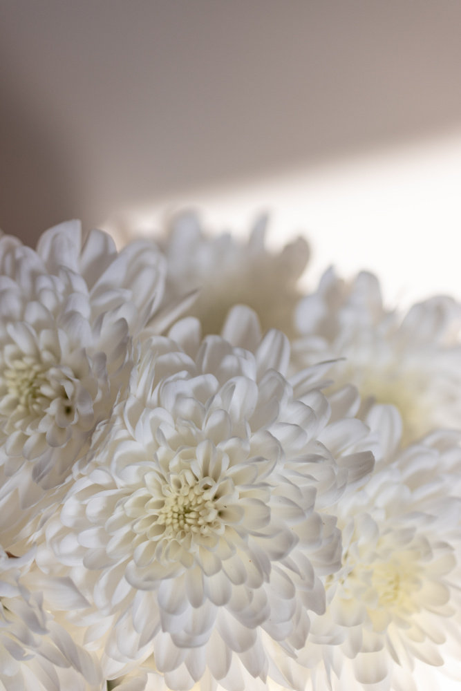 Brayden Studio White Flowers 6 | Wayfair.co.uk