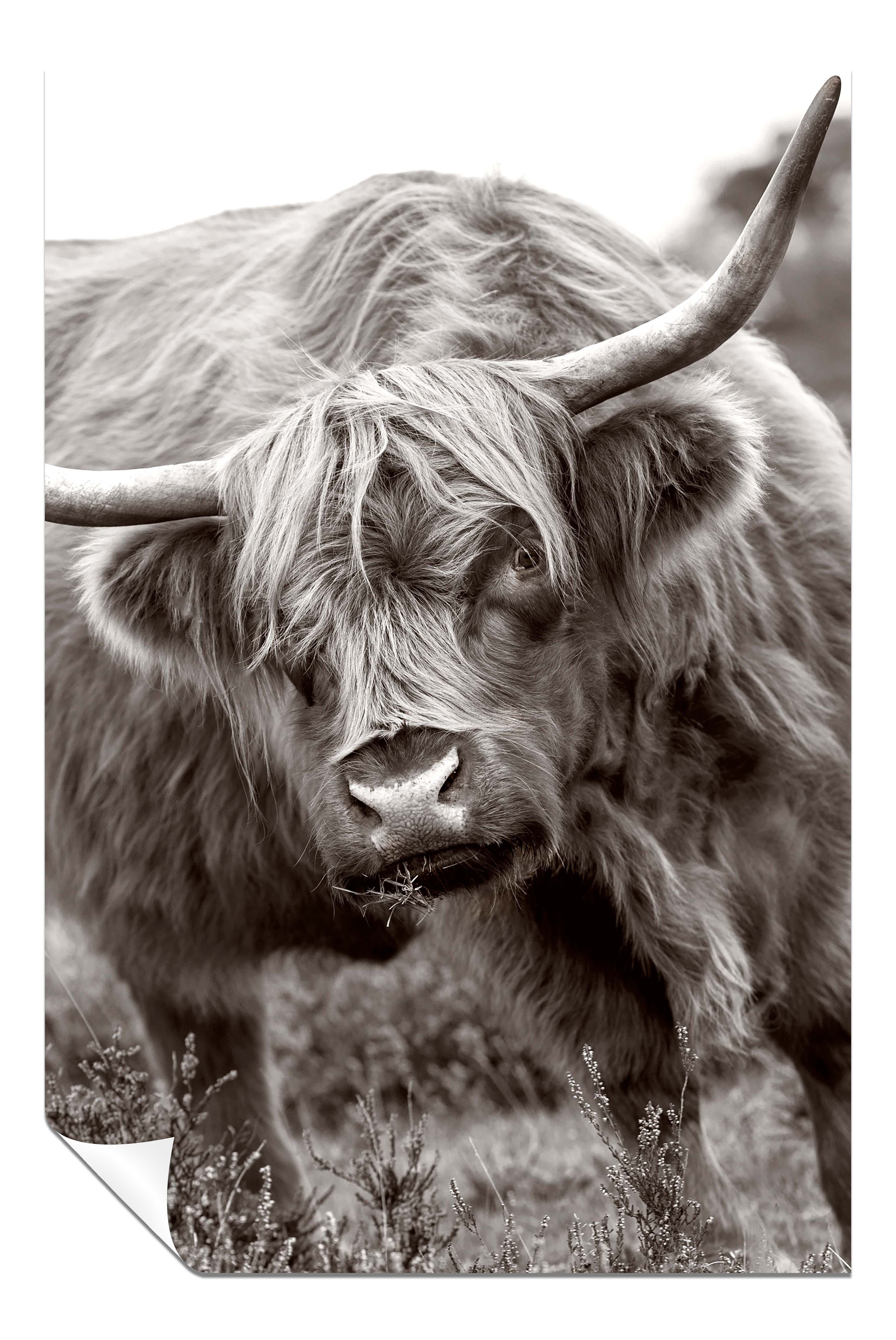 Panther Print Fine Art Prints The Great Bull Close Up Artistic Unframed ...