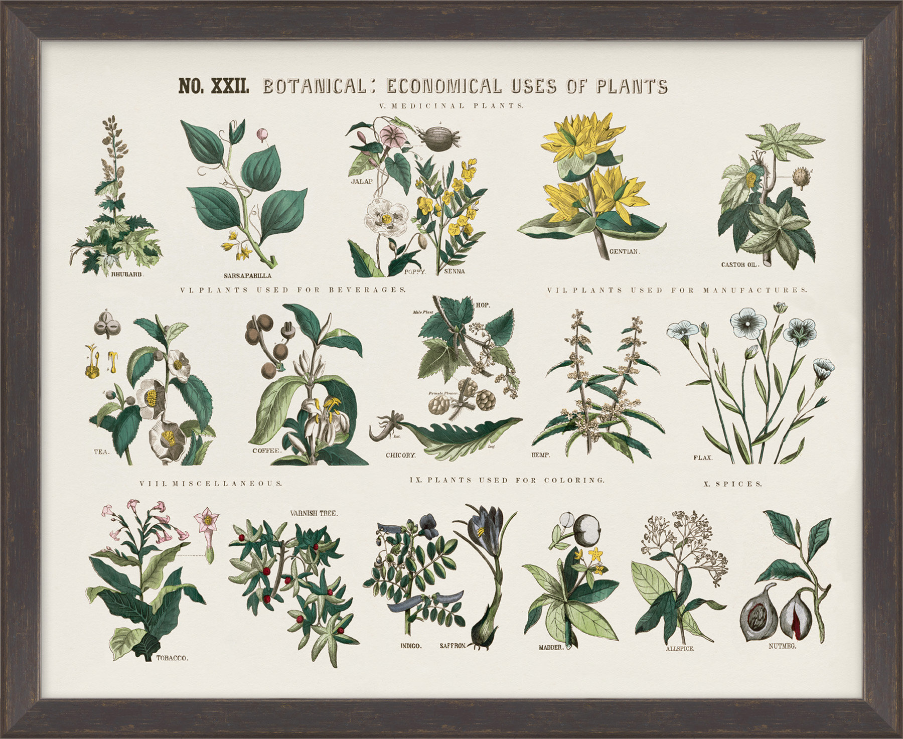 Wendover Art Group Vintage Plant Chart by Nathan Turner - Picture Frame ...