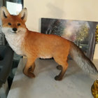 Hi-Line Gift Ltd. Walking Fox Statue & Reviews | Wayfair