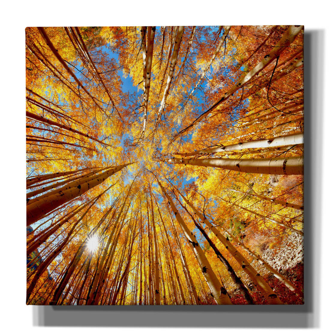 Millwood Pines " Colorado Autumn Splendor " by Lena Owens | Wayfair