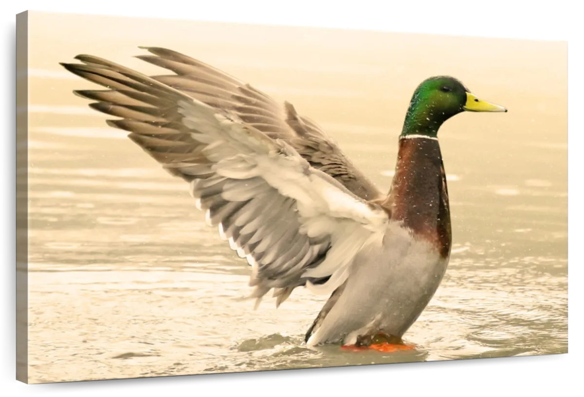 Ebern Designs Brampt Majestic Mallard Duck | Wayfair