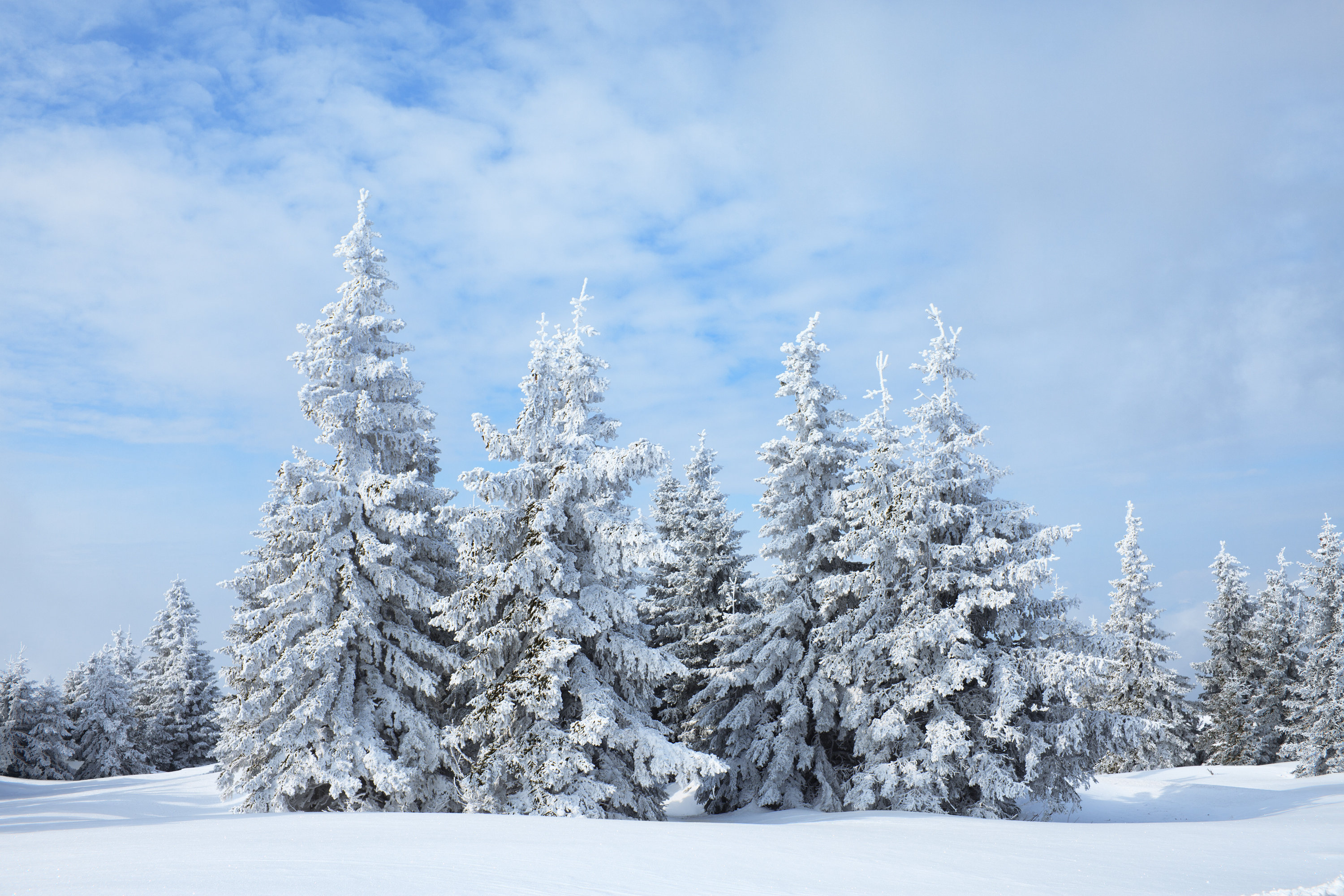 Millwood Pines Winter Forest by Borchee | Wayfair