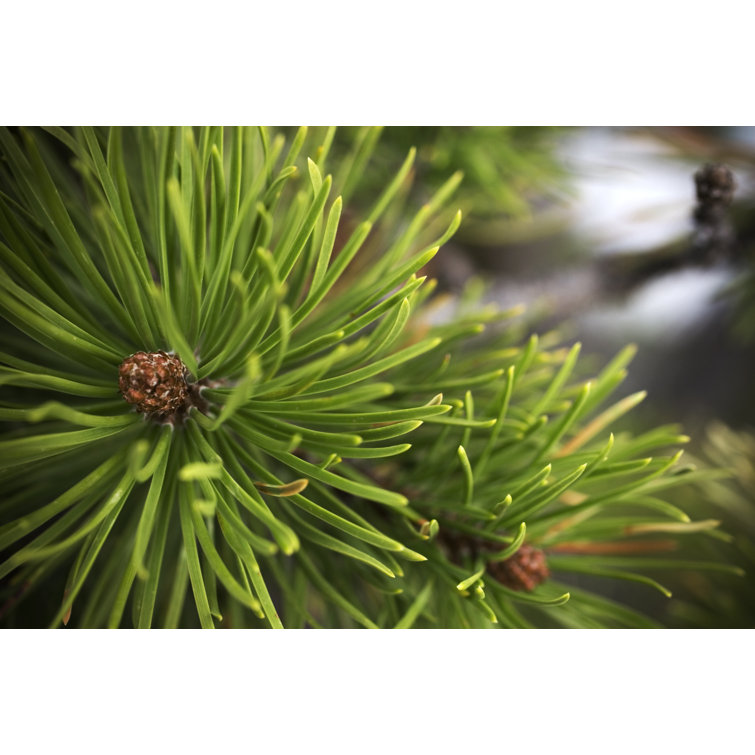 17 Stories Fresh Pine Scent by Photokitchen - Wrapped Canvas Photograph ...