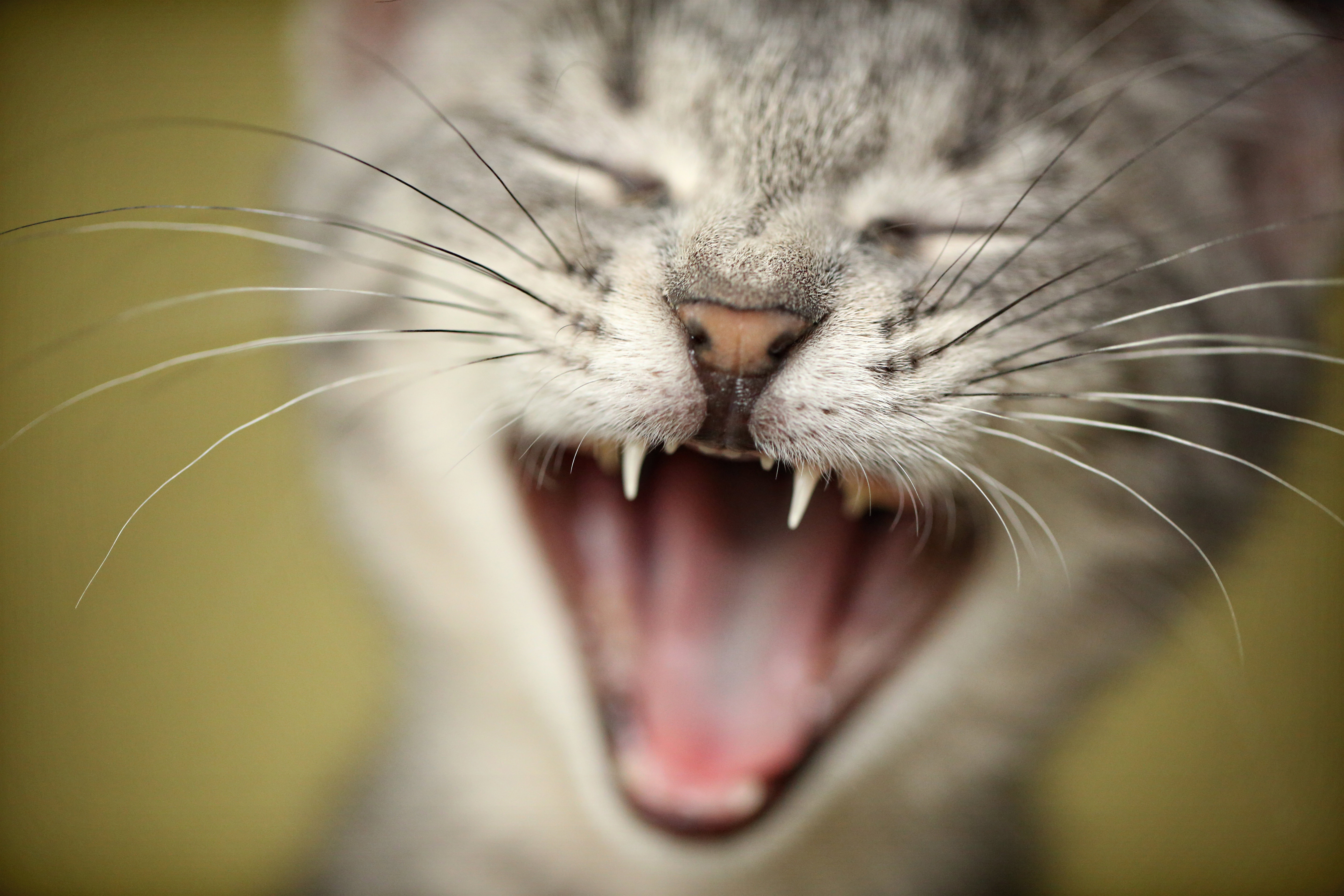 Ebern Designs Silly Kitten Face by Realphoto | Wayfair