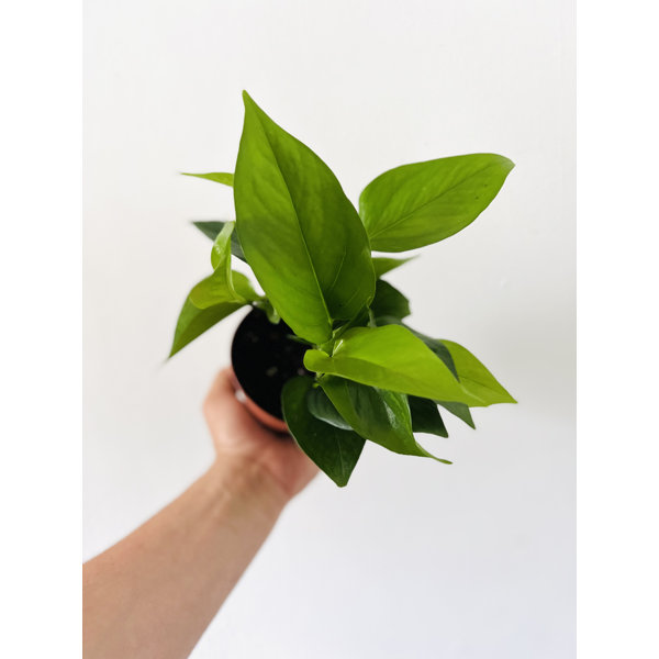 Brumley & Bloom Live Pothos Jade Plant in Pot | Wayfair