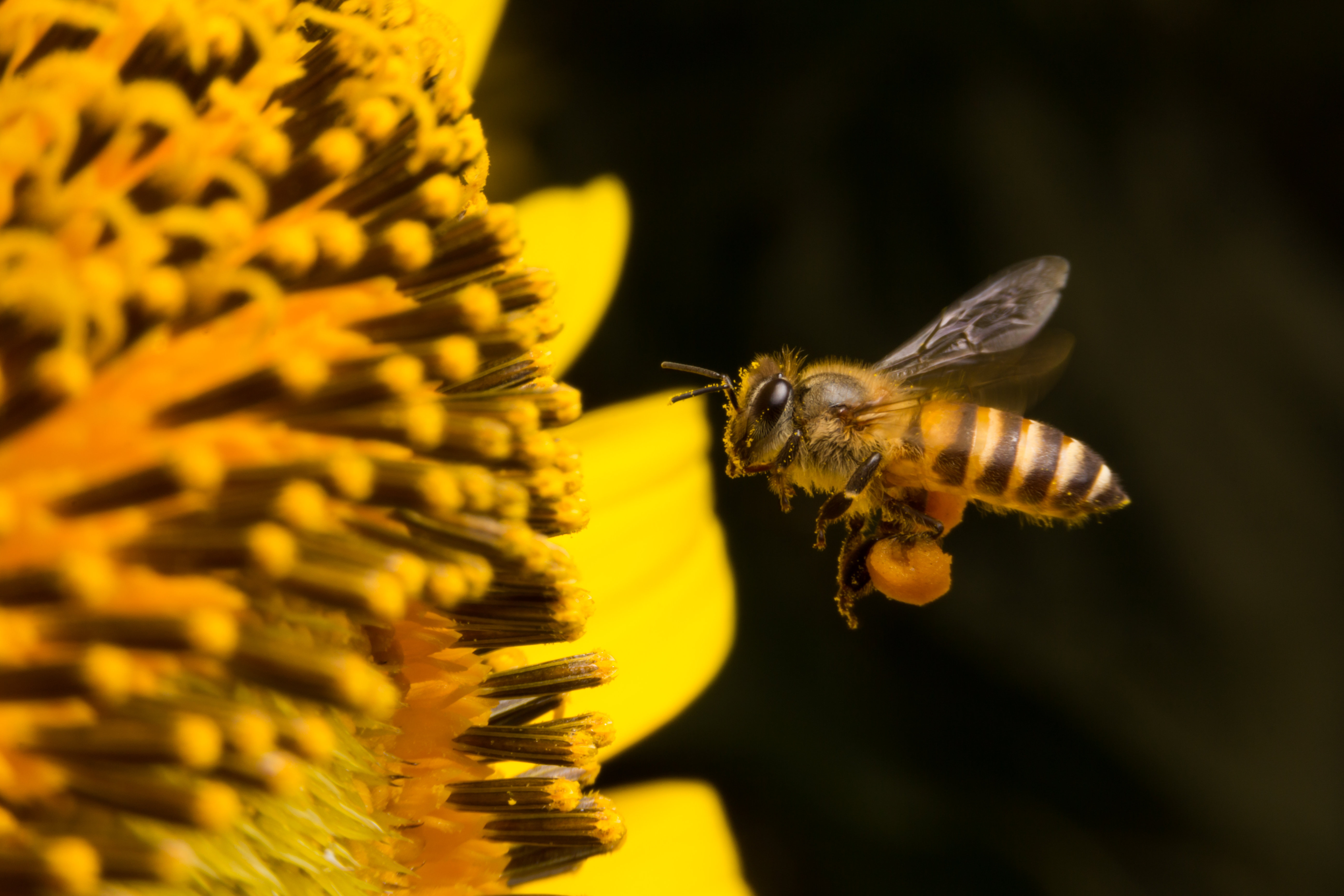 Gracie Oaks Bee - Wayfair Canada