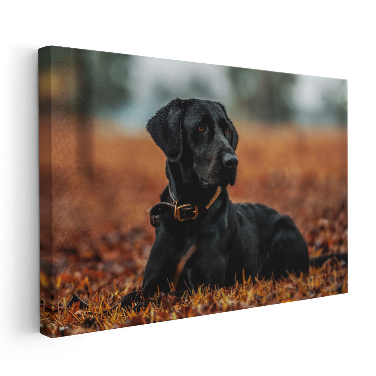 Hokku Designs Labrador Retriever Closeup - Canvas Print Wall Art | Wayfair