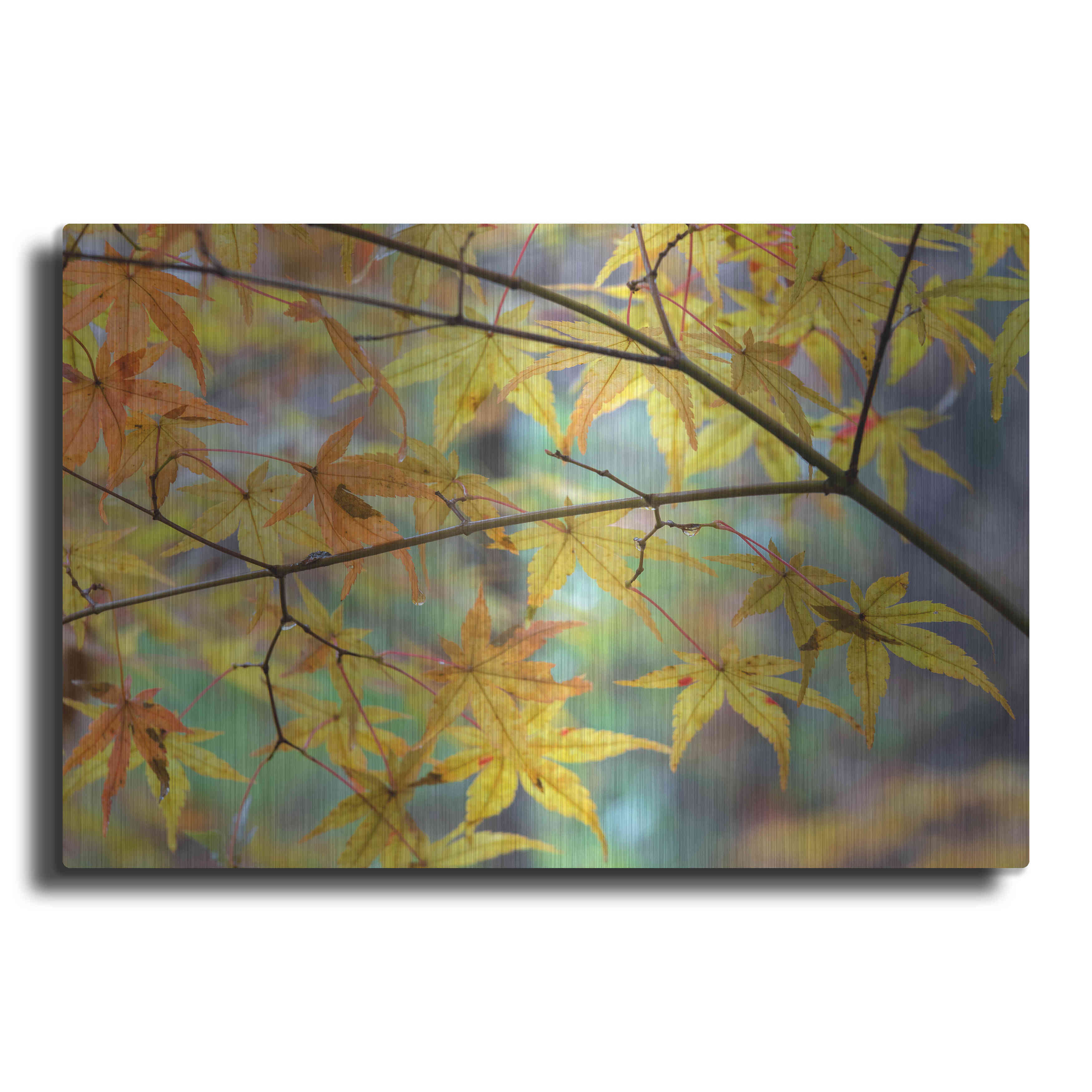 Latitude Run® Autumn Maples by David Hammond - Unframed Print on Metal ...