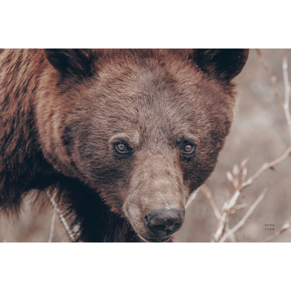 Millwood Pines Bear Portrait by Nathan Larson - Wrapped Canvas Print ...