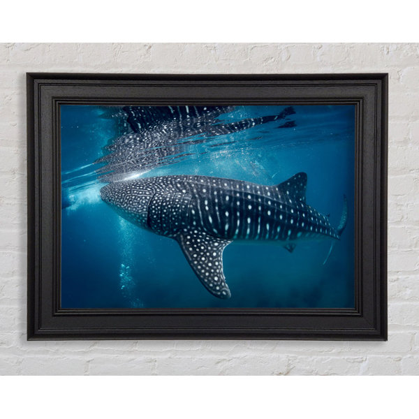 House of Hampton Spotted Whale Shark Framed Print | Wayfair.co.uk